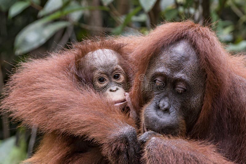 Borneo Orangutan Pongo Pygmaeus Female with Young Stock Image - Image ...