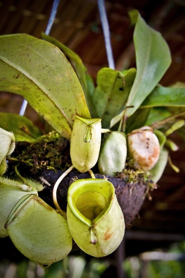 Pitcher Plant stock photo. Image of side, flora, saddle - 10148556