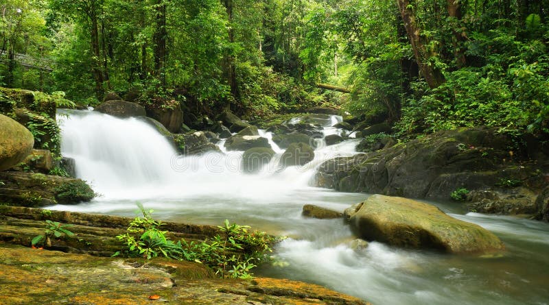 Borneo Rain Forest Stream Fall Stock Image - Image of tall, beautiful ...