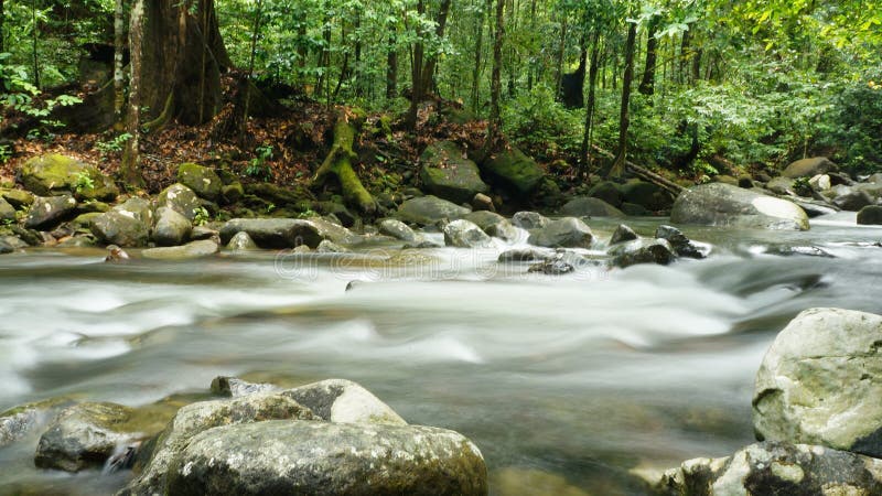 Borneo Rain Forest Stream Fall Stock Photo - Image of fall, green: 95245952