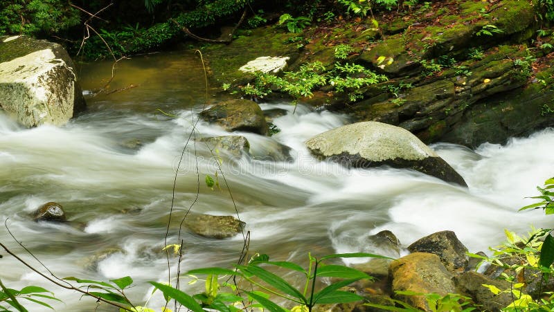 Borneo Rain Forest Stream Fall Stock Photo - Image of fall, tall: 95246410