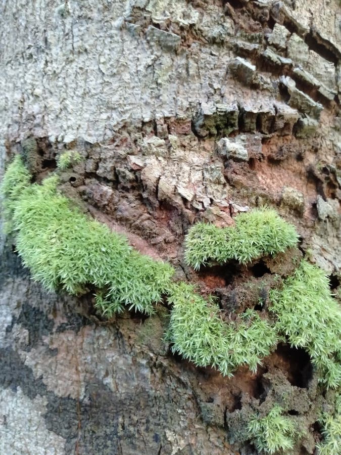 Borneo Rainforest Tree Moss Stock Image - Image of rainforest, soil ...