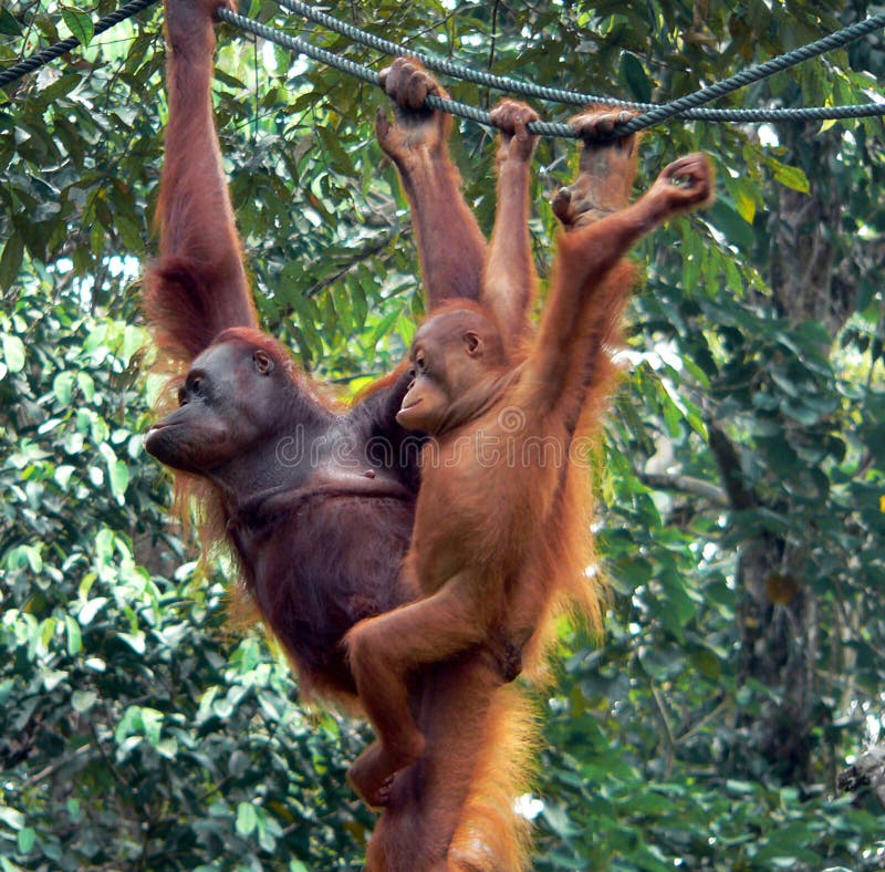 Borneo-Orang-Utan am Semenggoh-Naturreservat Nahe Kuching, M Stockfoto ...