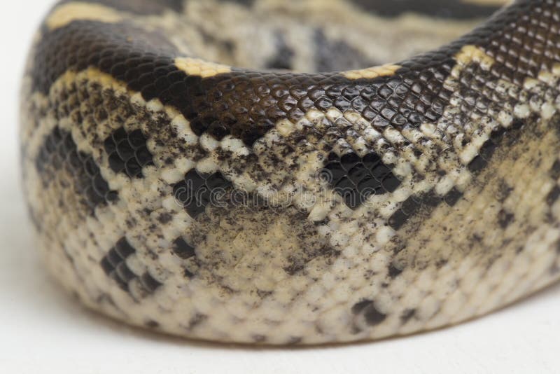 Borneo Short-tailed Blood Python Snake Isolated on White Background ...