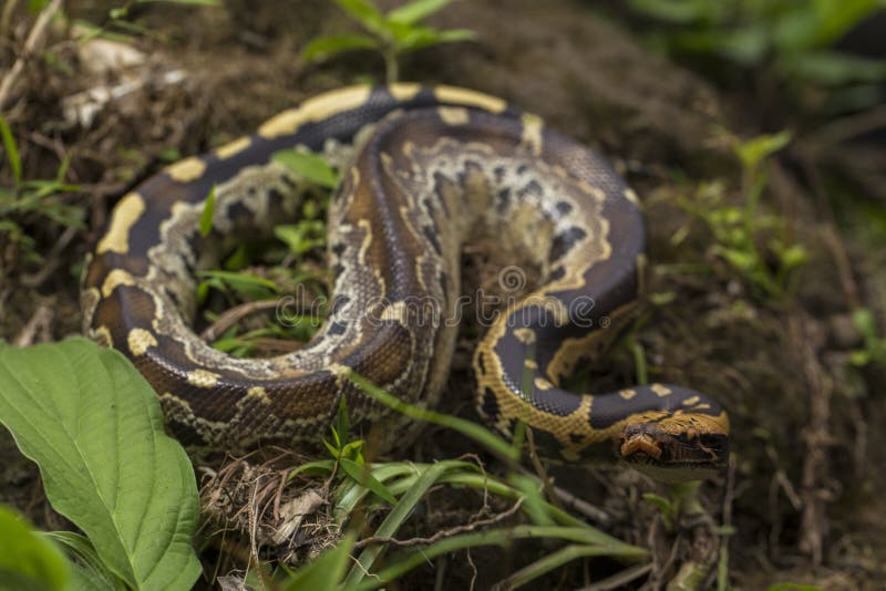 Borneo Short-tailed Blood Python Snake Python Curtus Breitensteini ...