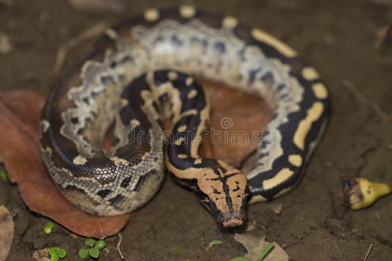 Short Tailed Mouse Stock Photos - Free & Royalty-Free Stock Photos from ...