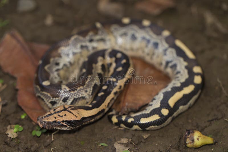 Borneo Short-tailed Blood Python Snake Python Curtus Breitensteini ...