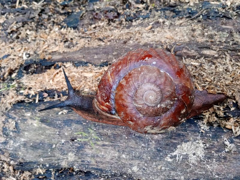 Borneo Snails Stock Photos - Free & Royalty-Free Stock Photos from ...