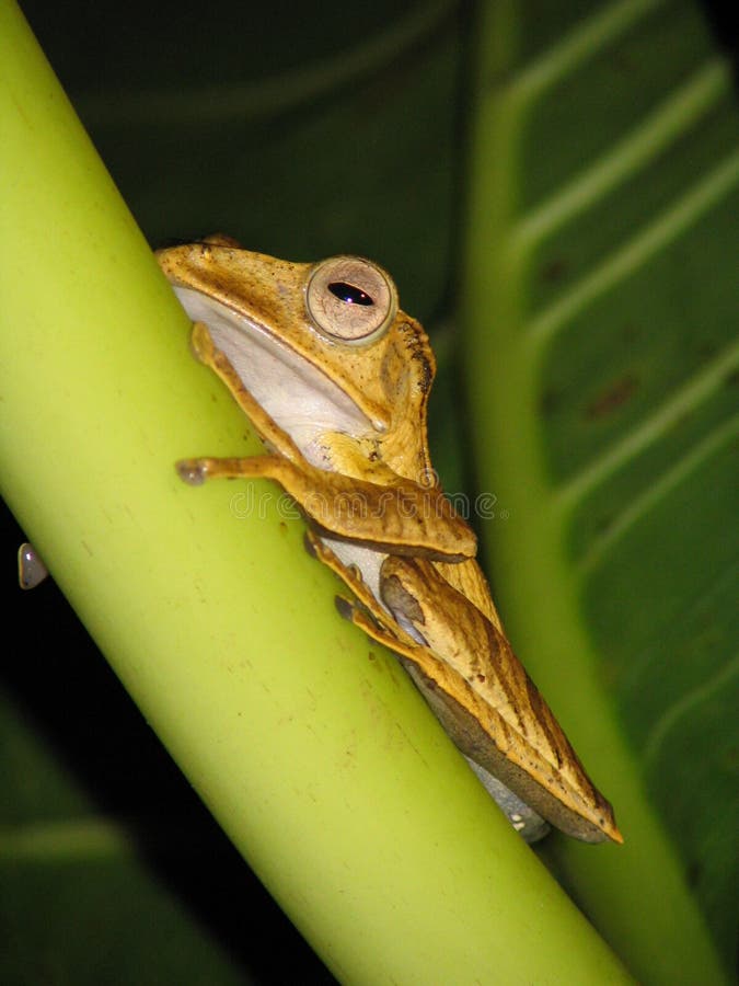 Frog Catching Fly with Tongue Stock Image - Image of macro, nocturnal ...
