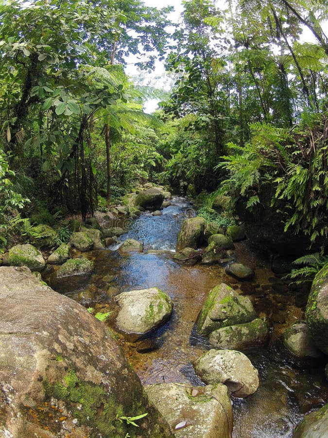 Borneo Tropical Rain Forest Stream Fall Stock Photo - Image of rocks ...