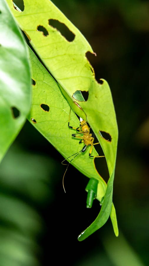 Borneo yellow assasin bug stock photo. Image of leaf - 237359810