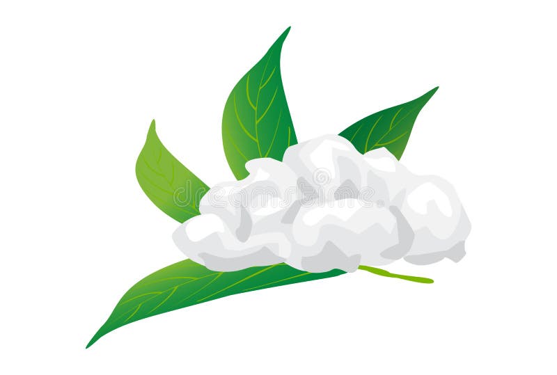 Borneol Alcanfor Mentol Y Hojas De Alcanfor Aisladas Sobre Blanco ...