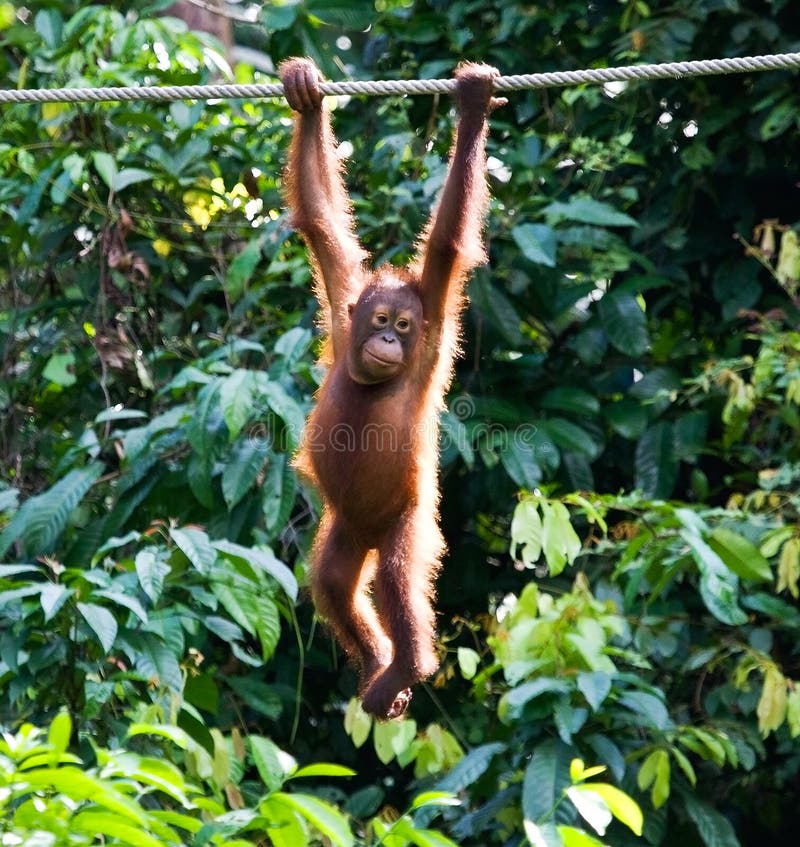 Borneose Orangutang-oetan, Bornean Orangutang, Pongopygmaeus Arkivfoto ...