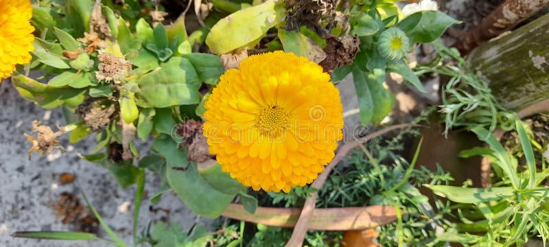 Boro Calendula Flower One of the Most Beautiful Flower Stock Image ...