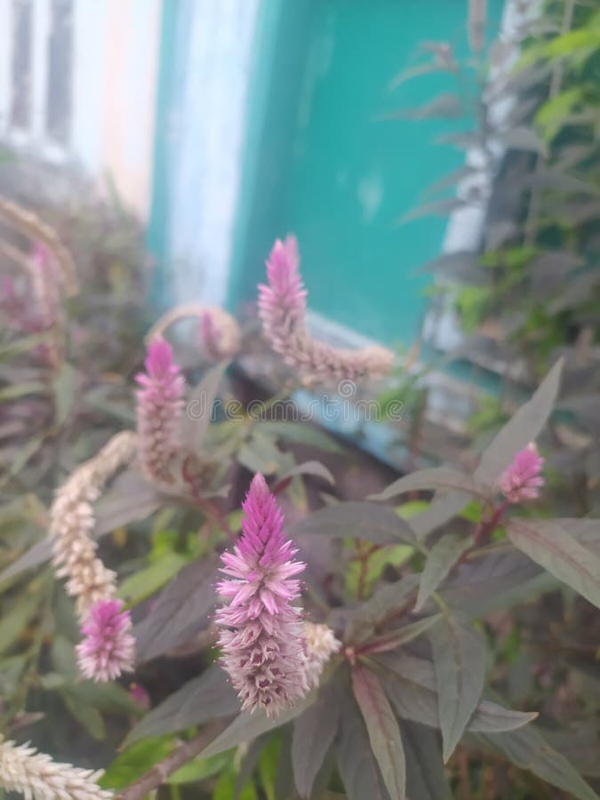 Boroco (Celosia Argentea) with Hemiptera Stock Image - Image of plant ...