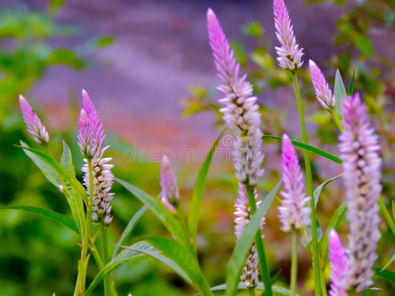 Boroco (Celosia Argentea) with Hemiptera Stock Image - Image of plant ...