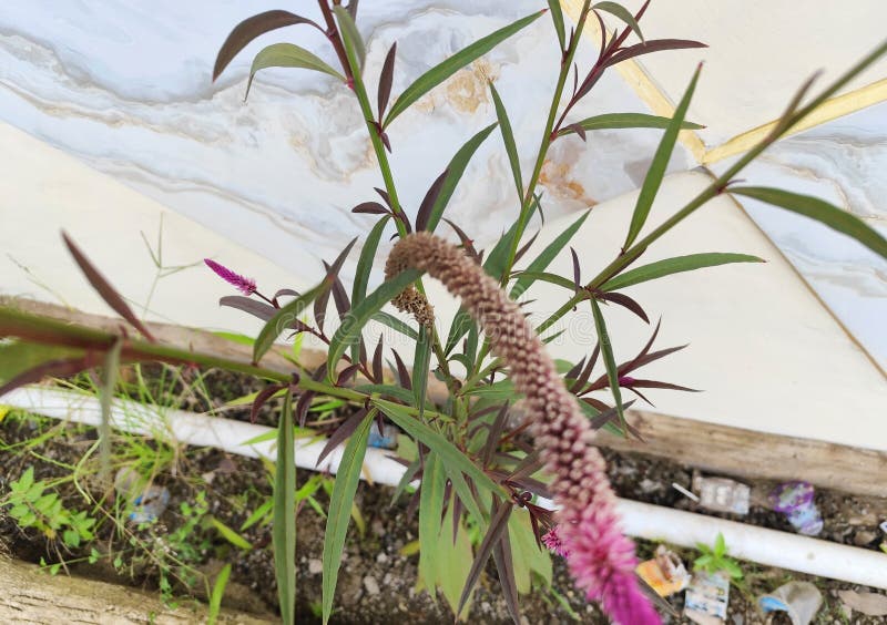 Boroco (Celosia Argentea) with Hemiptera Stock Image - Image of plant ...