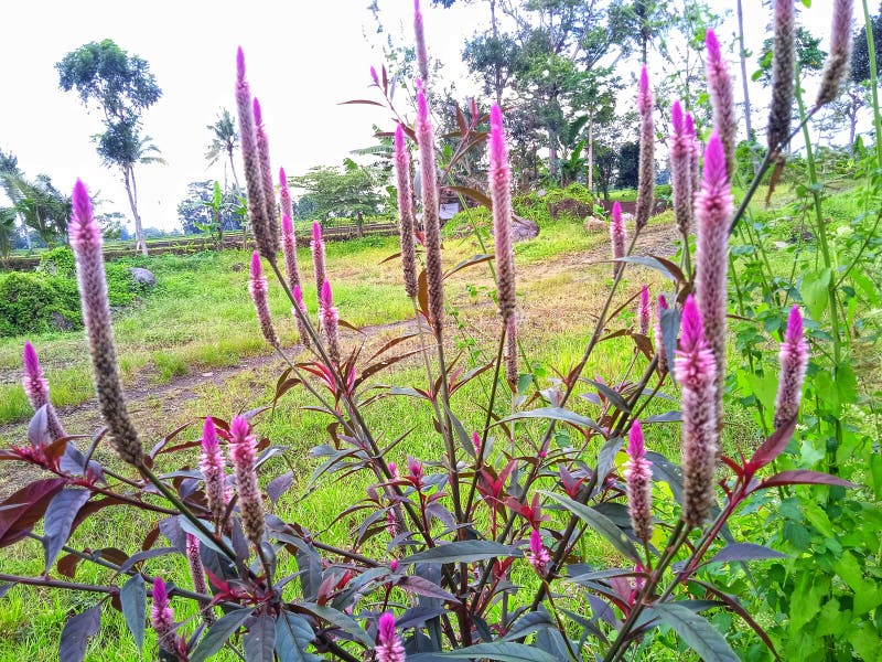 Boroco flowers that thrive stock photo. Image of shrub - 230254892