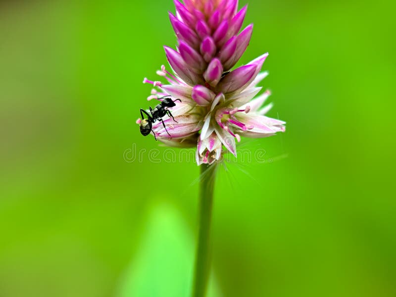Boroco (Celosia Argentea) with Hemiptera Stock Image - Image of plant ...