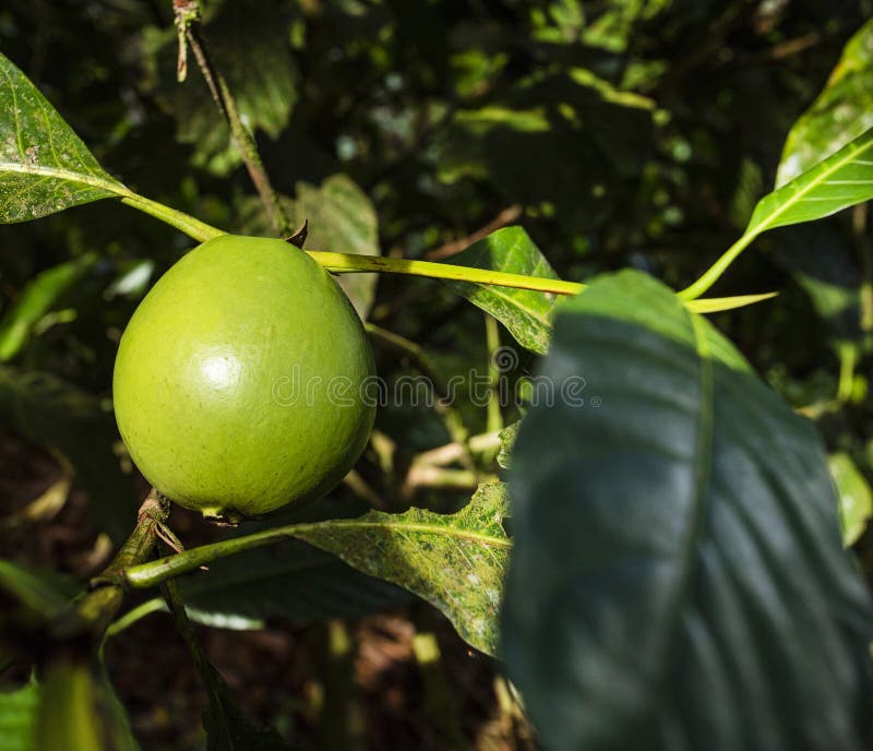 Aphrosidic Stock Photos - Free & Royalty-Free Stock Photos from Dreamstime