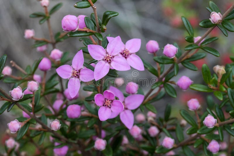 Boronia de Sydney photo stock. Image du arbuste, flore - 193508020