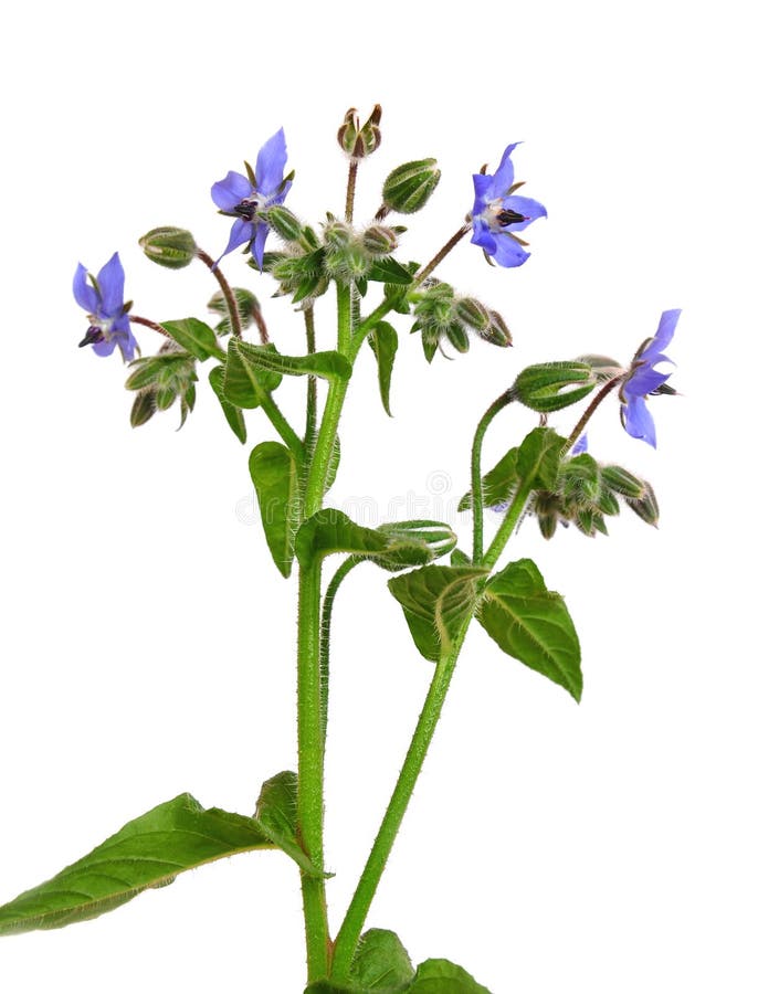 Borragine (Borago Officinalis) Immagine Stock - Immagine di giardino ...