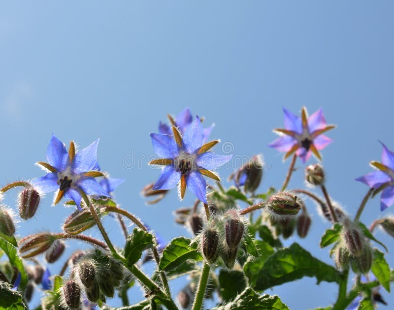 Borragine (Borago Officinalis) Immagine Stock - Immagine di fiore ...