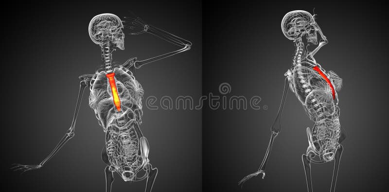 Het borstbeen stock illustratie. Illustratie bestaande uit been - 101266774