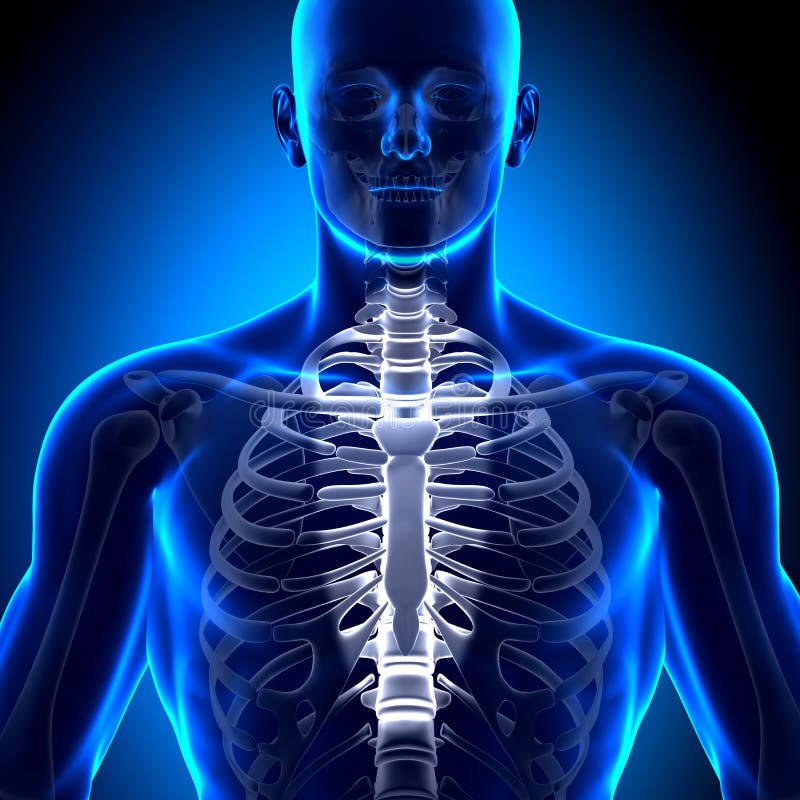 Vrouwelijk Borstbeen - Anatomiebeenderen Stock Illustratie ...
