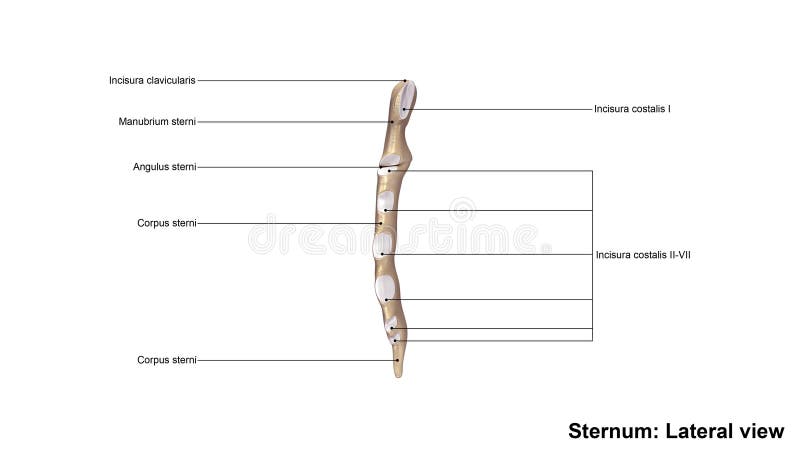 De ribben en het borstbeen vector illustratie. Illustratie bestaande ...