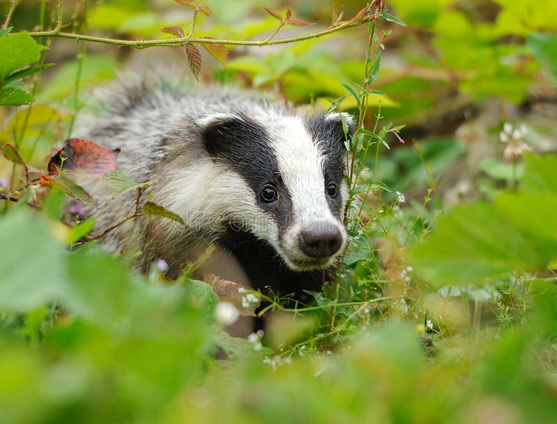 Borsuk obraz stock. Obraz złożonej z trawy, przyroda - 32394799