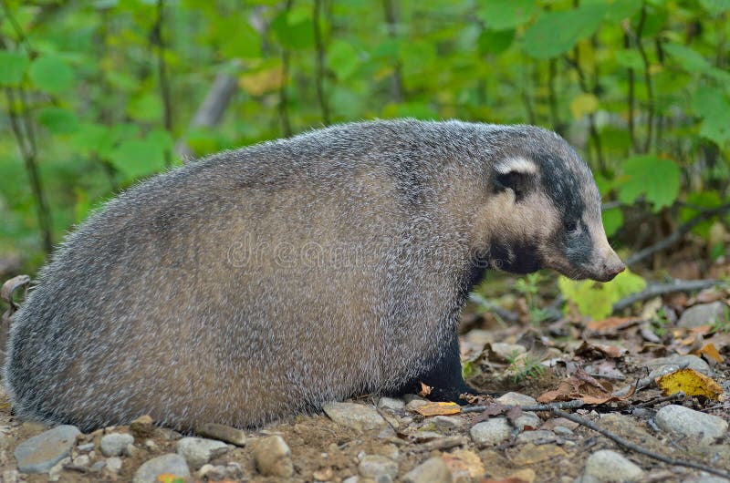 Borsuk 12 obraz stock. Obraz złożonej z ssak, outdoors - 33966693