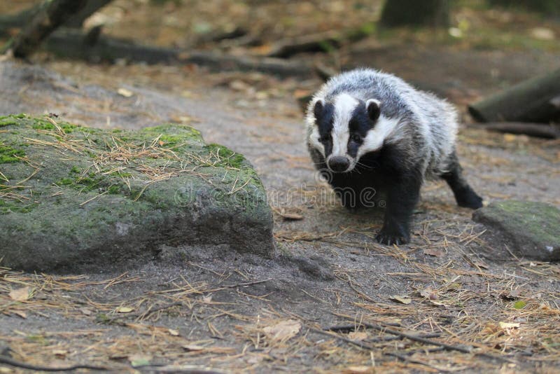 Borsuk zdjęcie stock. Obraz złożonej z borsuk, dorosły - 34180164