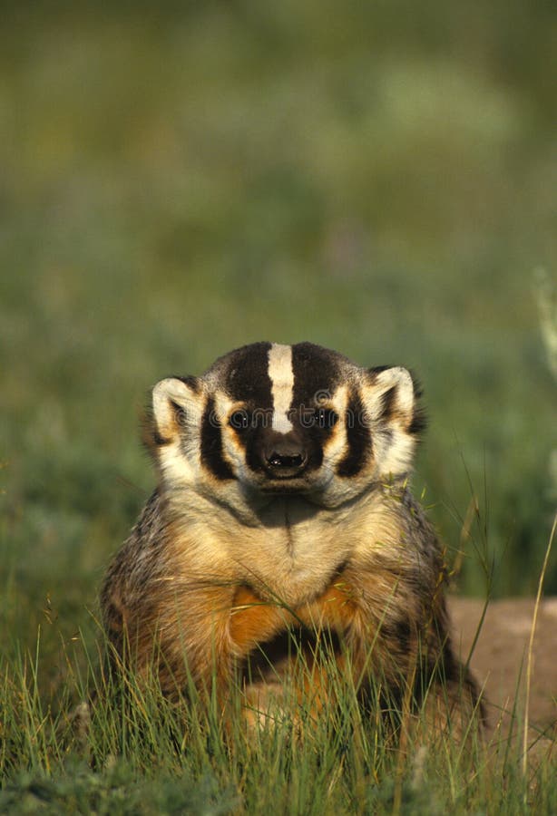 3,937 Borsuk Zdjęcia - Bezpłatne i z licenncją Royalty-Free Zdjęcia od ...