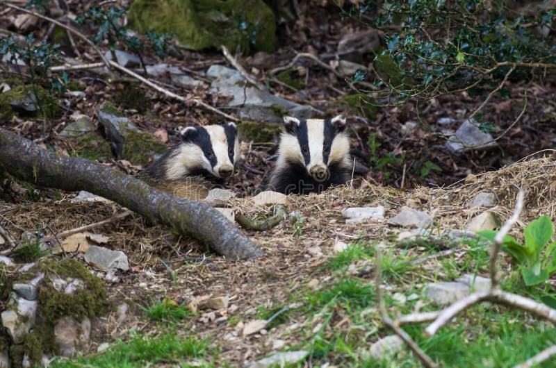 4,840 Borsuk Zdjęcia - Bezpłatne i z licenncją Royalty-Free Zdjęcia od ...