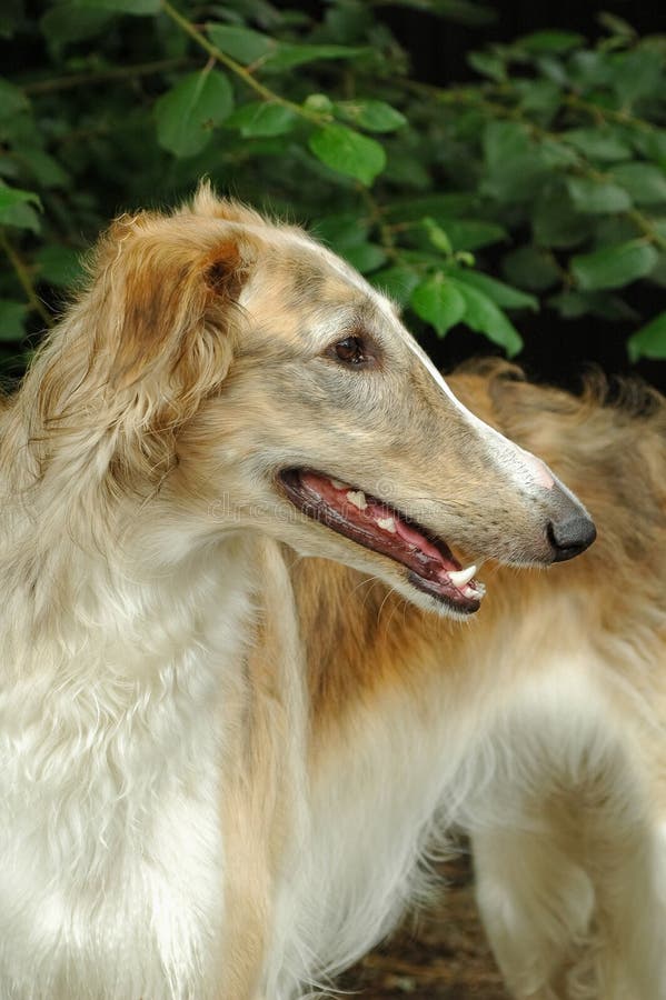 Russian Borzoi, Greyhound Dog Standing Stock Image - Image of rare ...