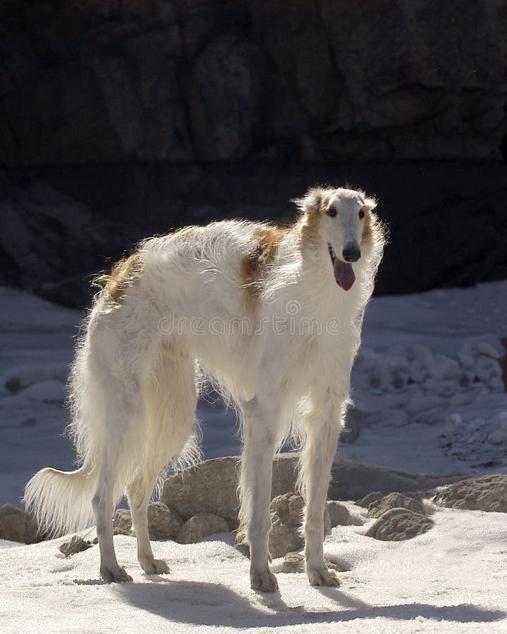 3,418 Borzoi Photos - Free & Royalty-Free Stock Photos from Dreamstime