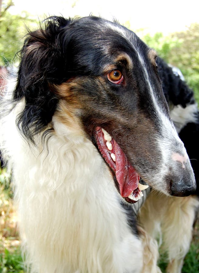 Borzoi. stock image. Image of pooch, fluffy, friendship - 41380457