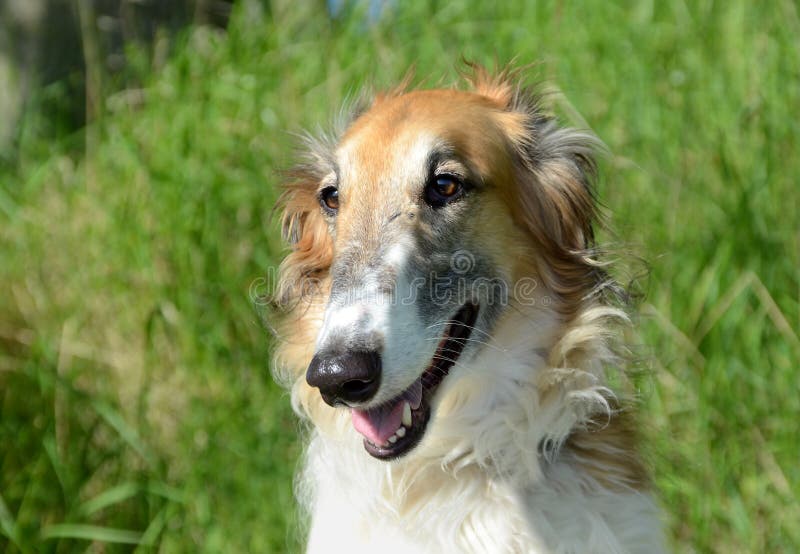 627 Borzoi Face Stock Photos - Free & Royalty-Free Stock Photos from ...