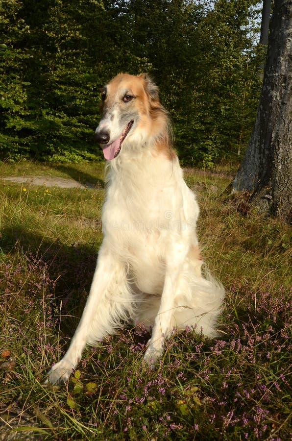 Borzoi stock image. Image of nose, borzoi, sitting, long - 99801219