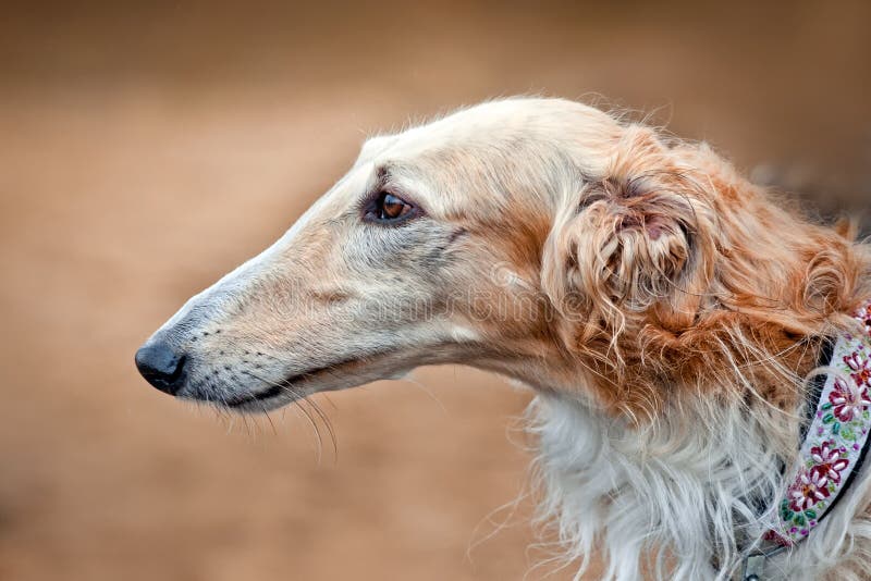 Borzoi dogs on hunting stock photo. Image of russian - 35597522