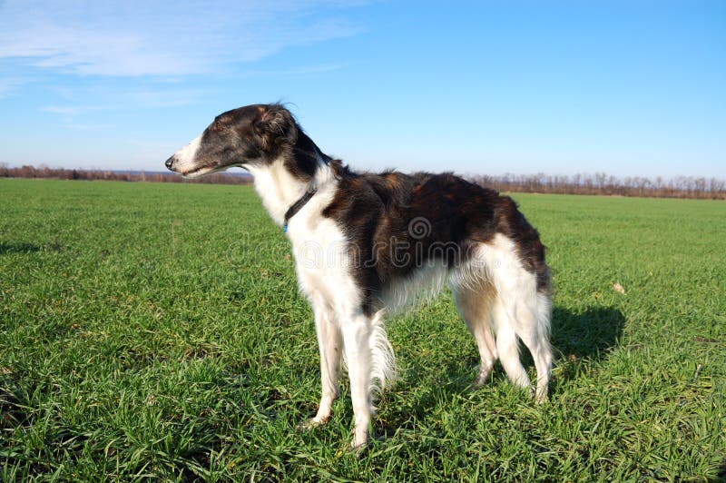 Running borzoi stock photo. Image of breed, hunting, national - 8555332