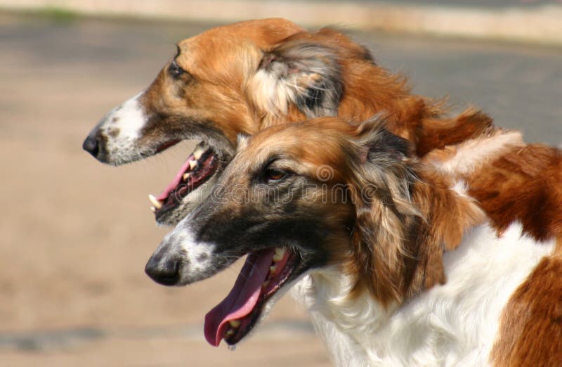 Borzoi face stock photo. Image of barzoi, hunting, russian - 8555316