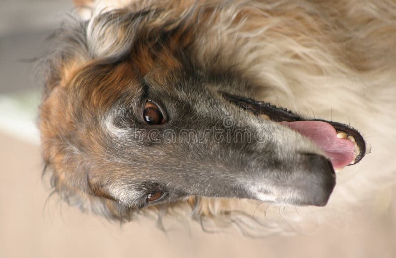 Borzoi face stock photo. Image of wolfhound, russian, carnivoran - 8555320