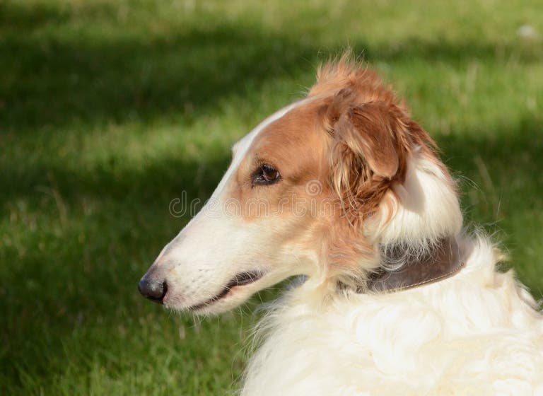 Borzoi Face stock photo. Image of white, long, proud - 96794802