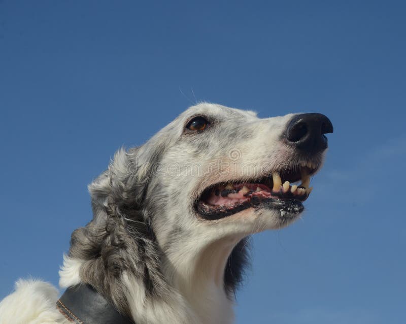 627 Borzoi Face Stock Photos - Free & Royalty-Free Stock Photos from ...