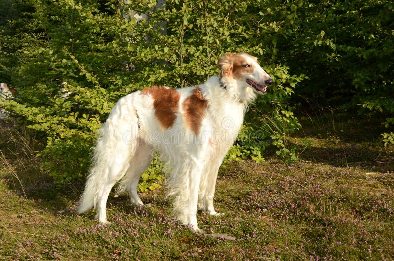 Old Borzoi Standing At The Beach Stock Image - Image of face, brindle ...