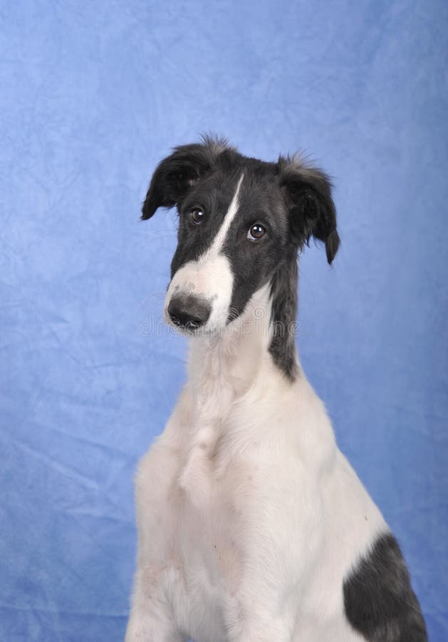 Borzoi puppy sleeping stock image. Image of blanket, surprised - 43866551