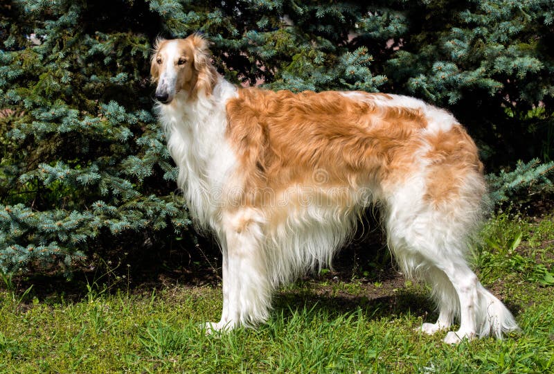 Borzoi Russian brown. stock photo. Image of breed, wolfhound - 71772276