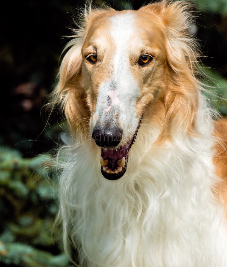 Borzoi Russian brown. stock photo. Image of taigan, saluki - 71772276
